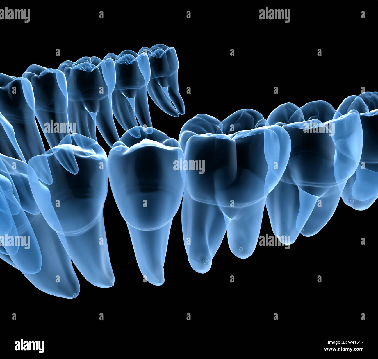 Anatomie dentaire des dents et gencives humaine mandibulaire, la vue x ...