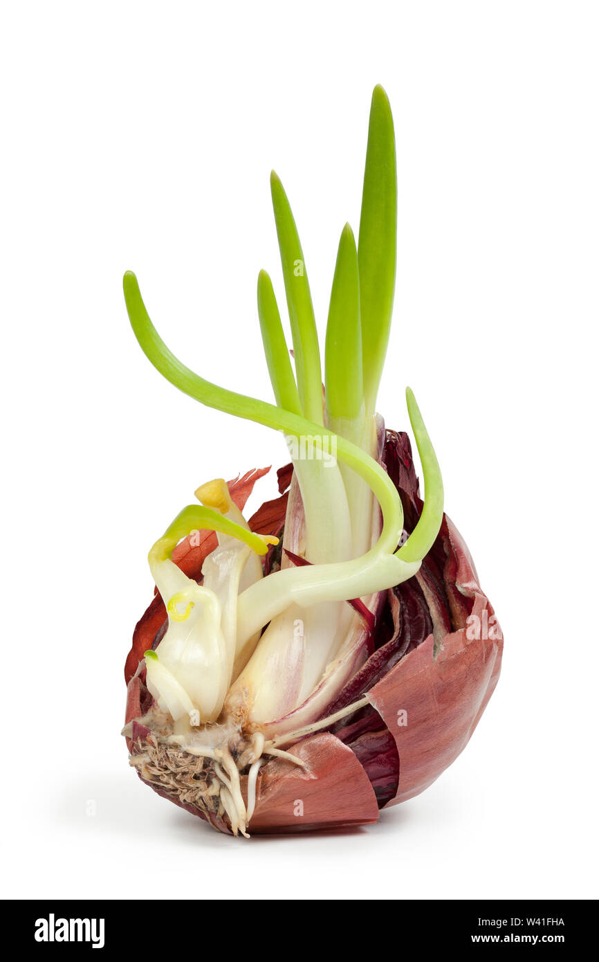 Germination d'oignon rouge Banque de photographies et d’images à haute ...
