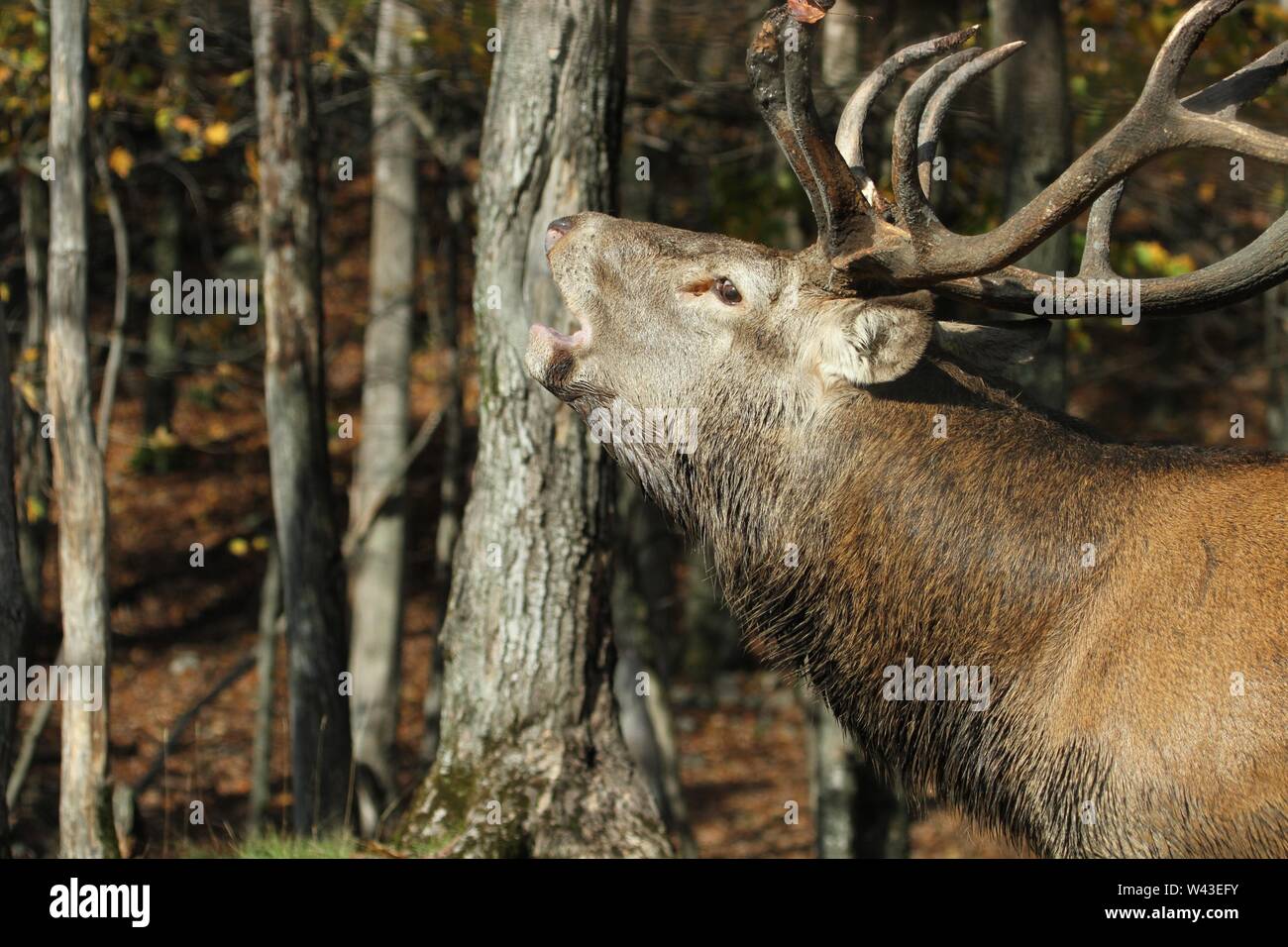 Saison de chasse canada Banque de photographies et d’images à haute ...