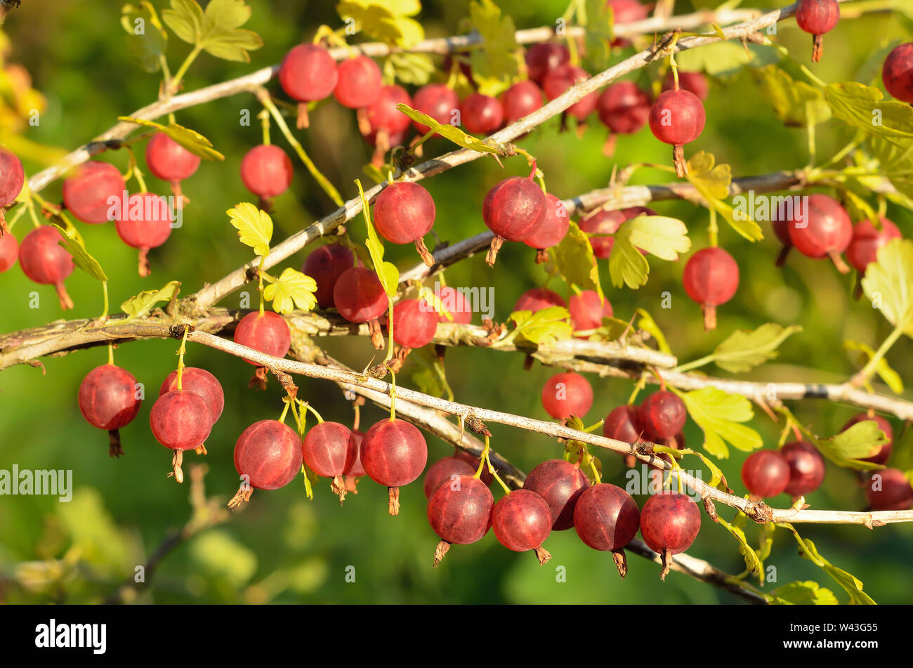 Arbuste aux fruits rouges Banque de photographies et d’images à haute ...