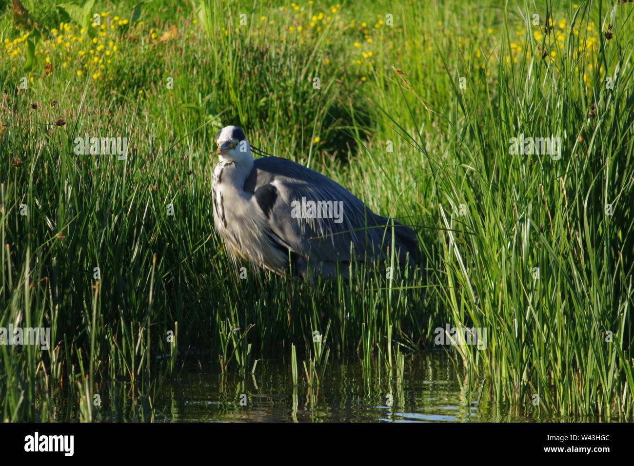 Héron cendré (Ardea cinerea) avec un bec cassé dans la lumière dorée du ...