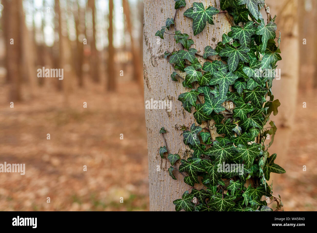 Arbre avec une puce. Printemps et en forêt. Toujours les plantes vertes ...