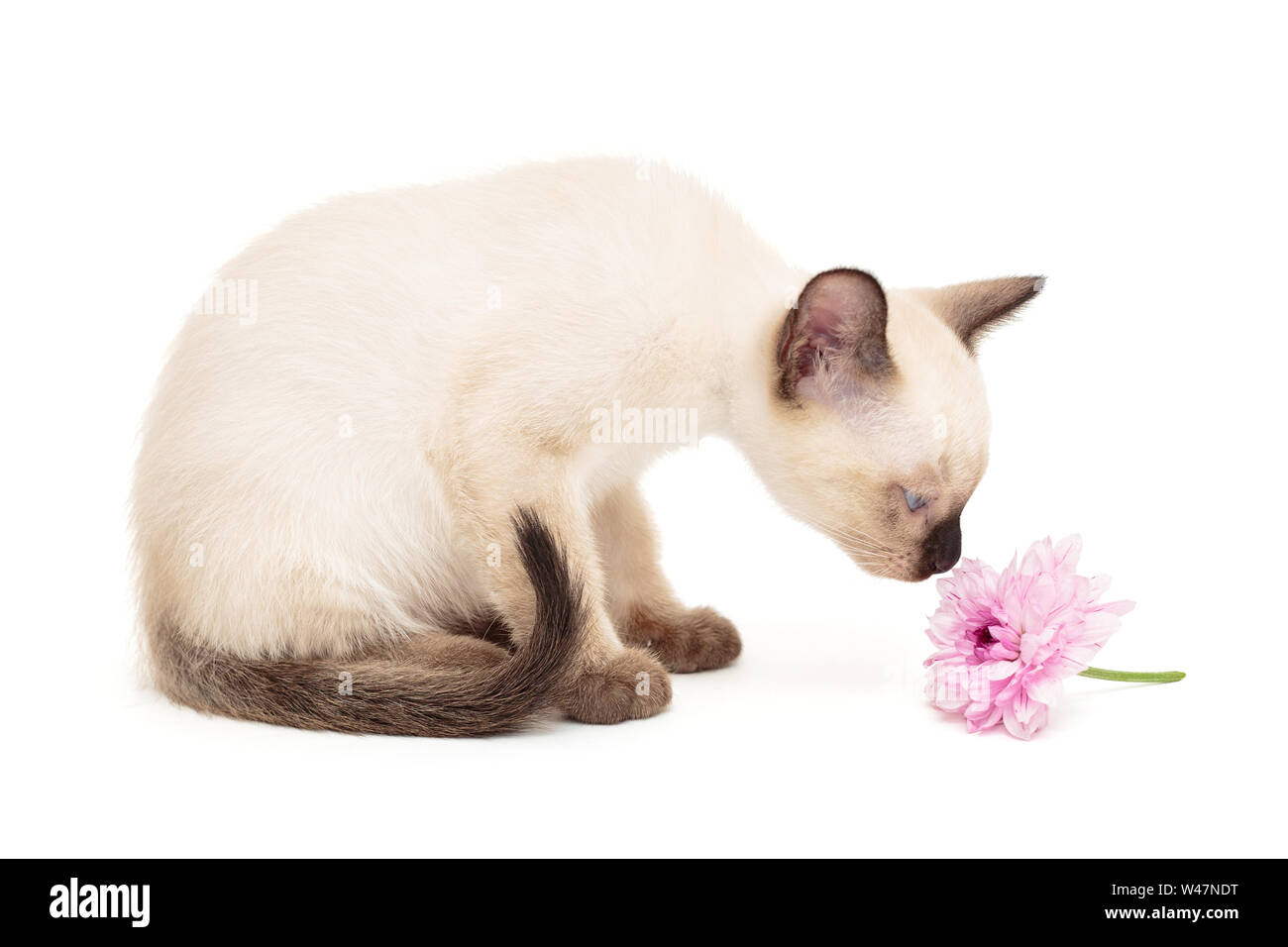 Chatons de fleurs Banque de photographies et d’images à haute résolution - Alamy