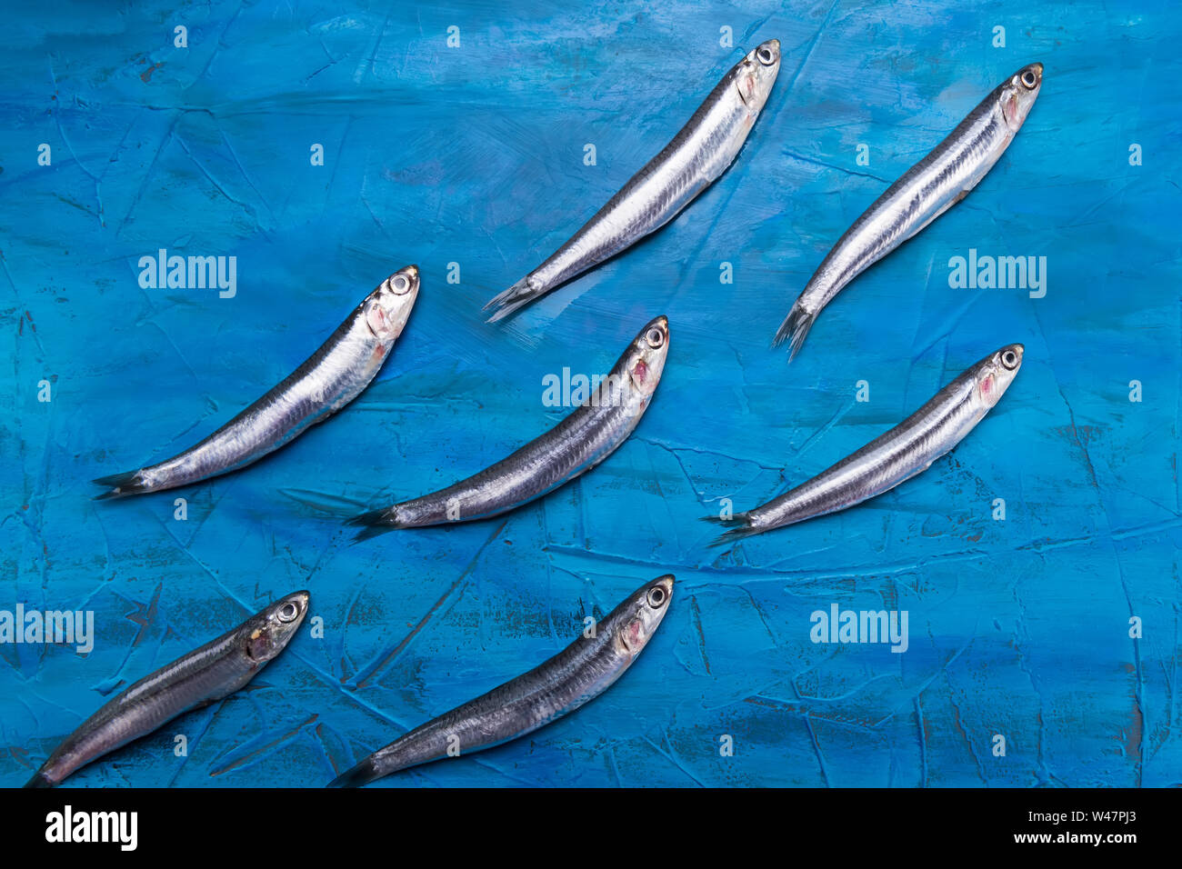 Modèle de poisson. Anchois frais nagent sur un fond de mer bleue. Le ...