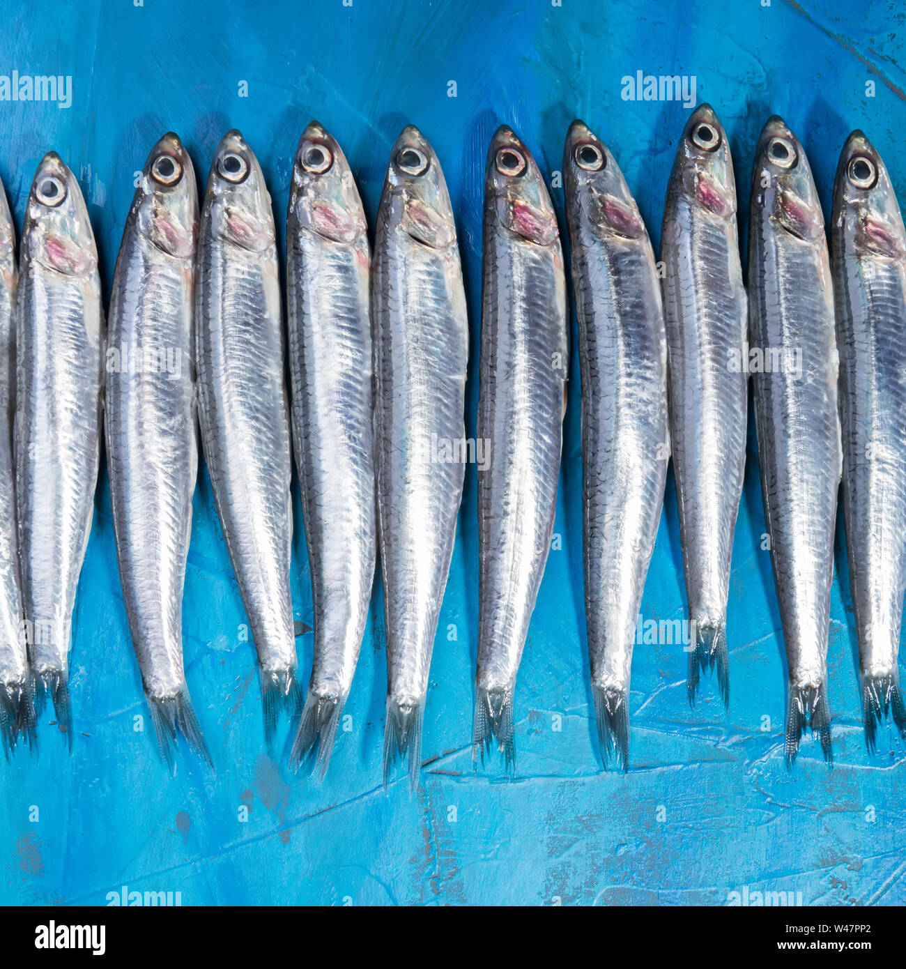 Modèle de poisson d'un groupe d'anchois répartis sur un fond bleu. Le ...