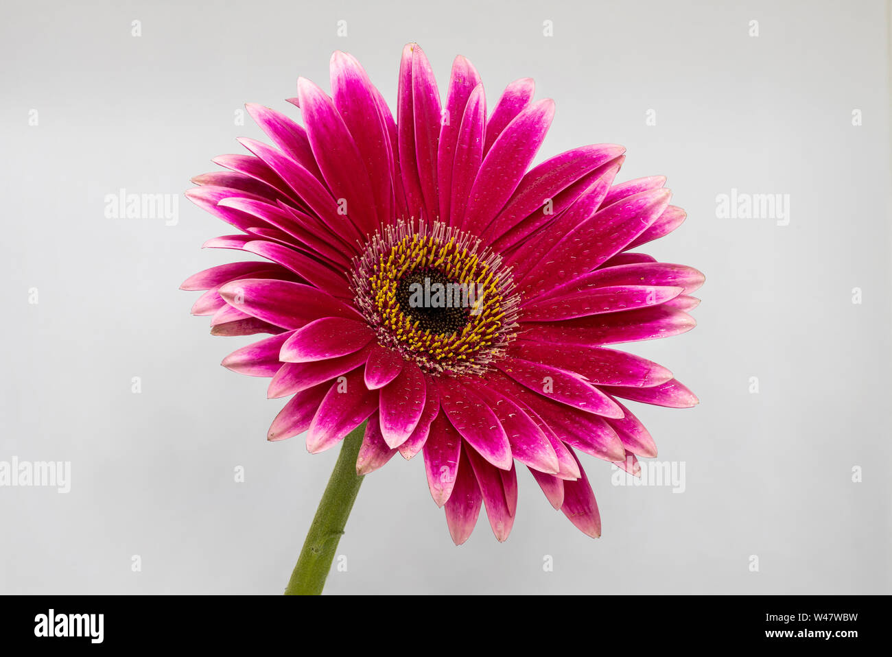 Fleur de gerbera germini Banque de photographies et d’images à haute ...
