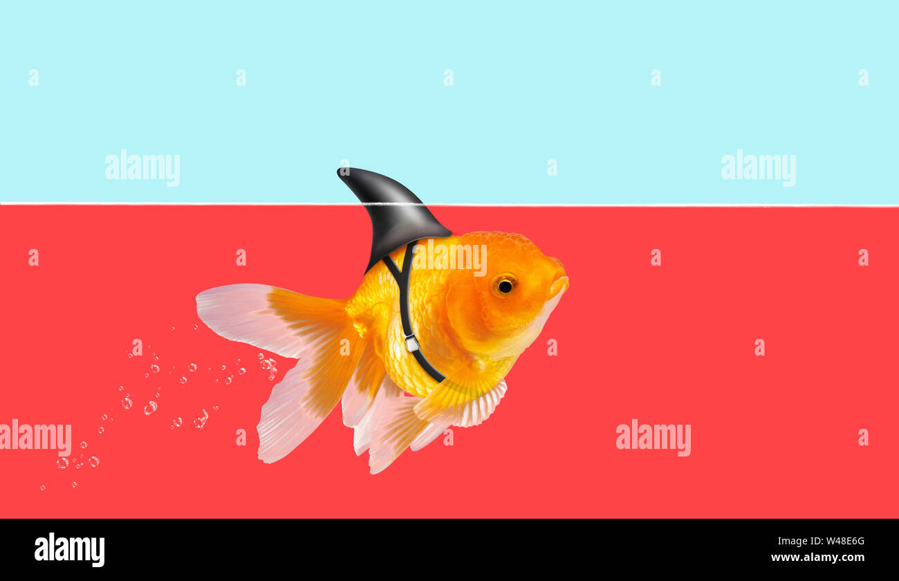 Les poissons rouges avec des nageoires de requins nageant dans l'eau ...