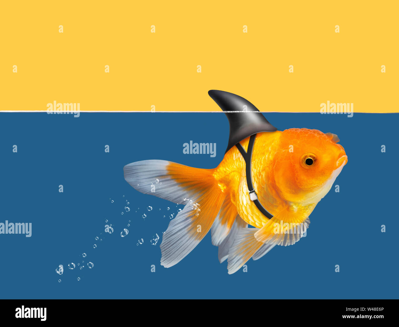 Les poissons rouges avec des nageoires de requins nageant dans l'eau ...