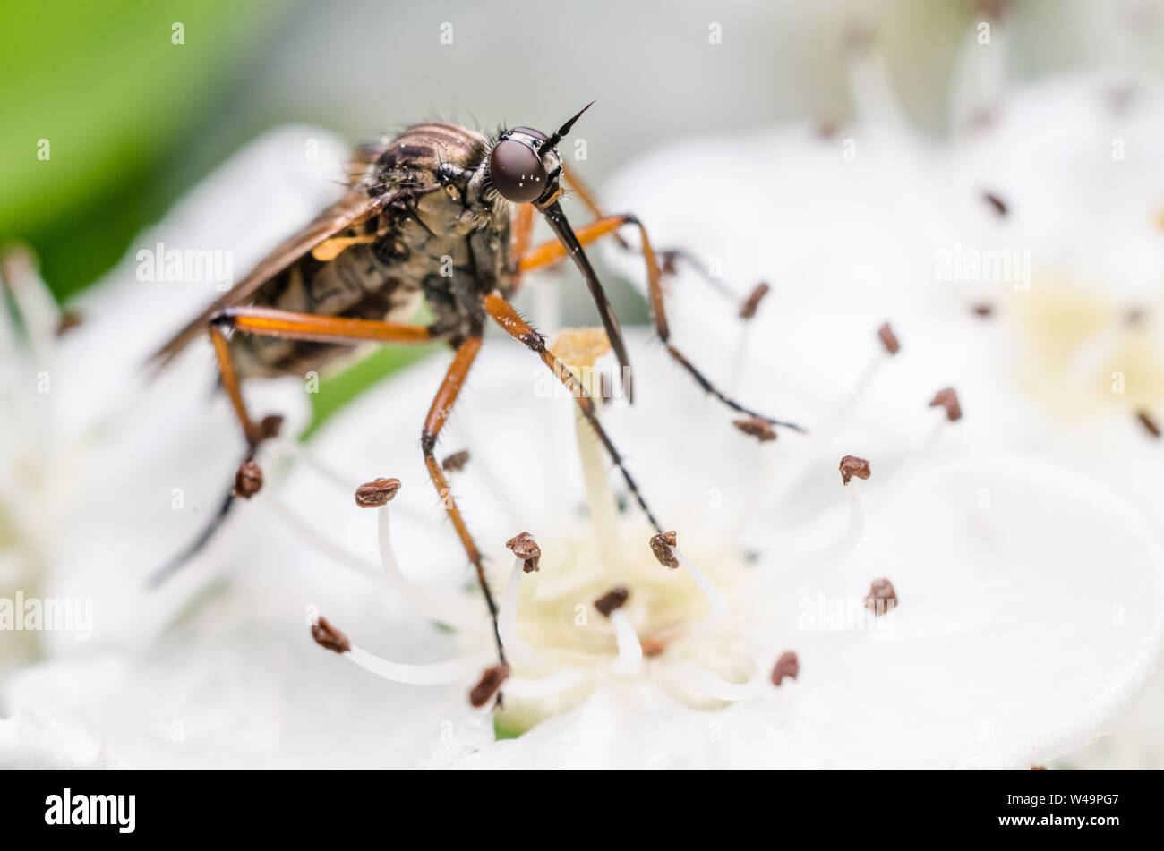 Predatory diptera Banque de photographies et d’images à haute ...