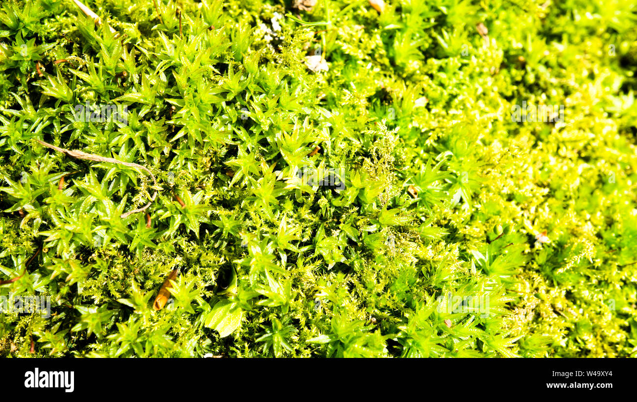 Mousse verte foret Banque de photographies et d’images à haute ...