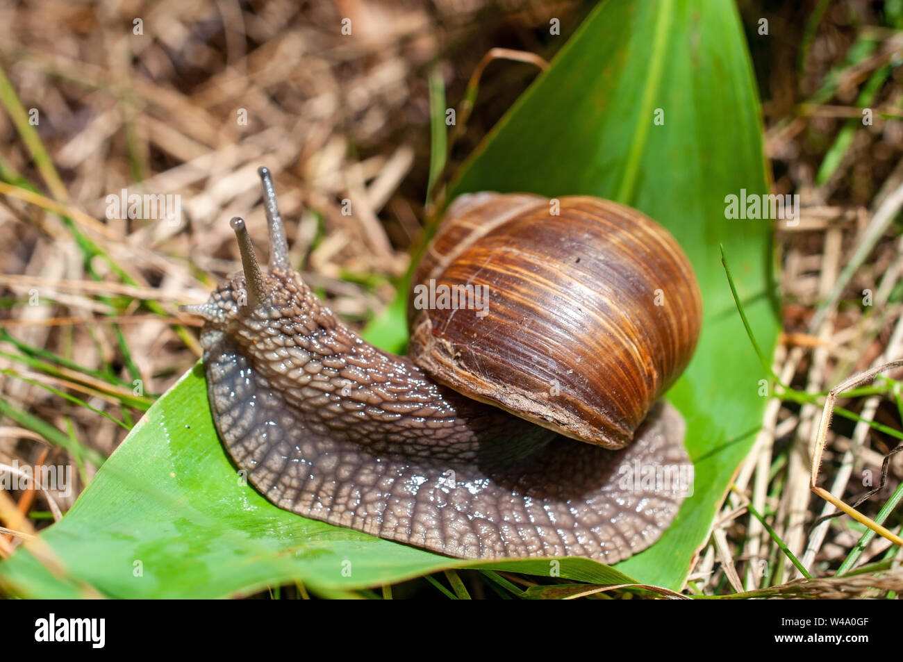 Escargot rampant sur une tige Banque de photographies et d’images à ...
