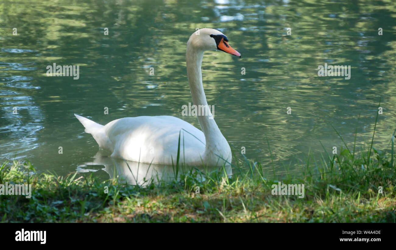 Wilflife Banque de photographies et d’images à haute résolution - Alamy