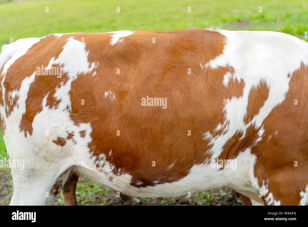 Cow skin Banque de photographies et d’images à haute résolution - Alamy