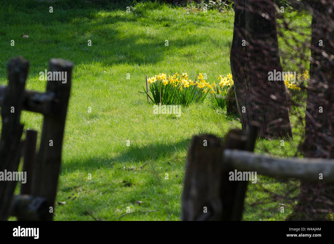Champ de jonquille sauvage Banque de photographies et d’images à haute résolution - Alamy
