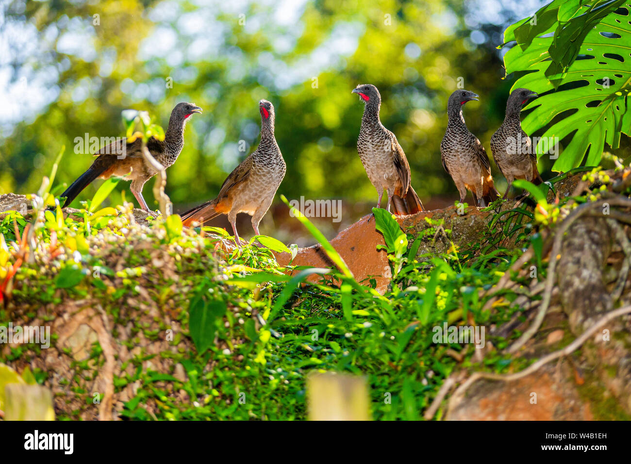 Oiseaux de colombie Banque de photographies et d’images à haute résolution - Alamy