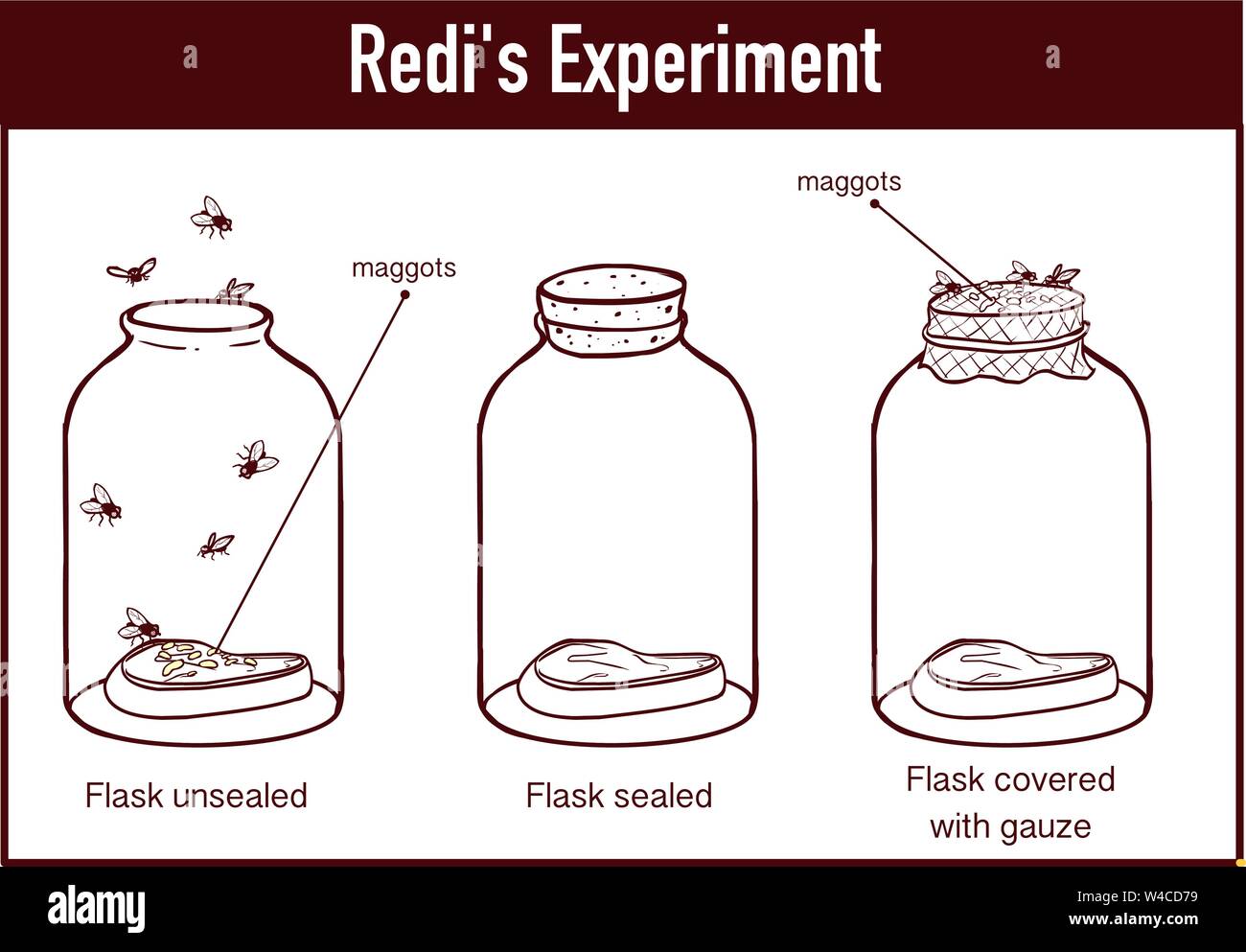 Francesco redi Banque d'images vectorielles - Alamy