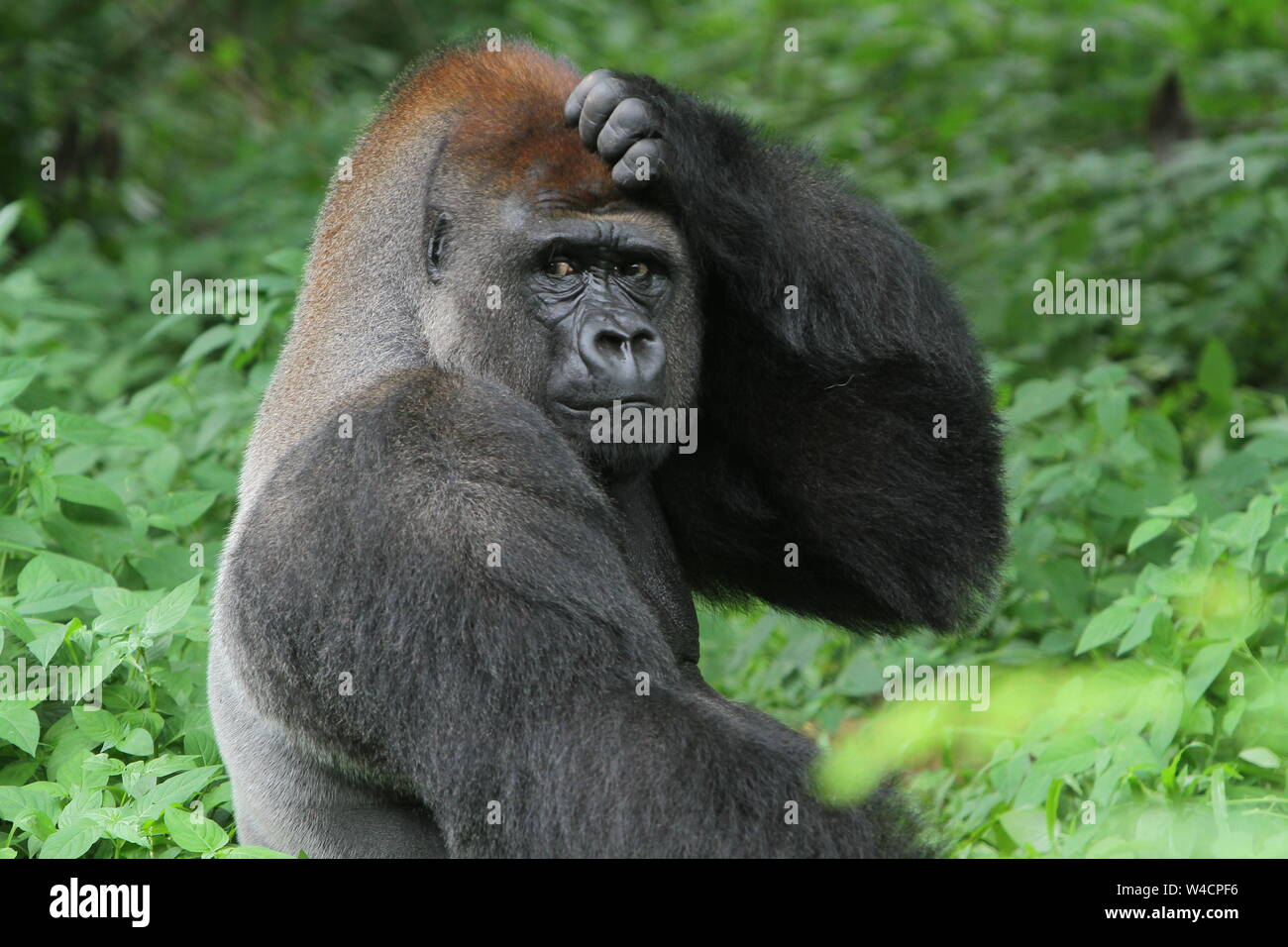 Reacciones reaccionando reaccionando Banque de photographies et d ...