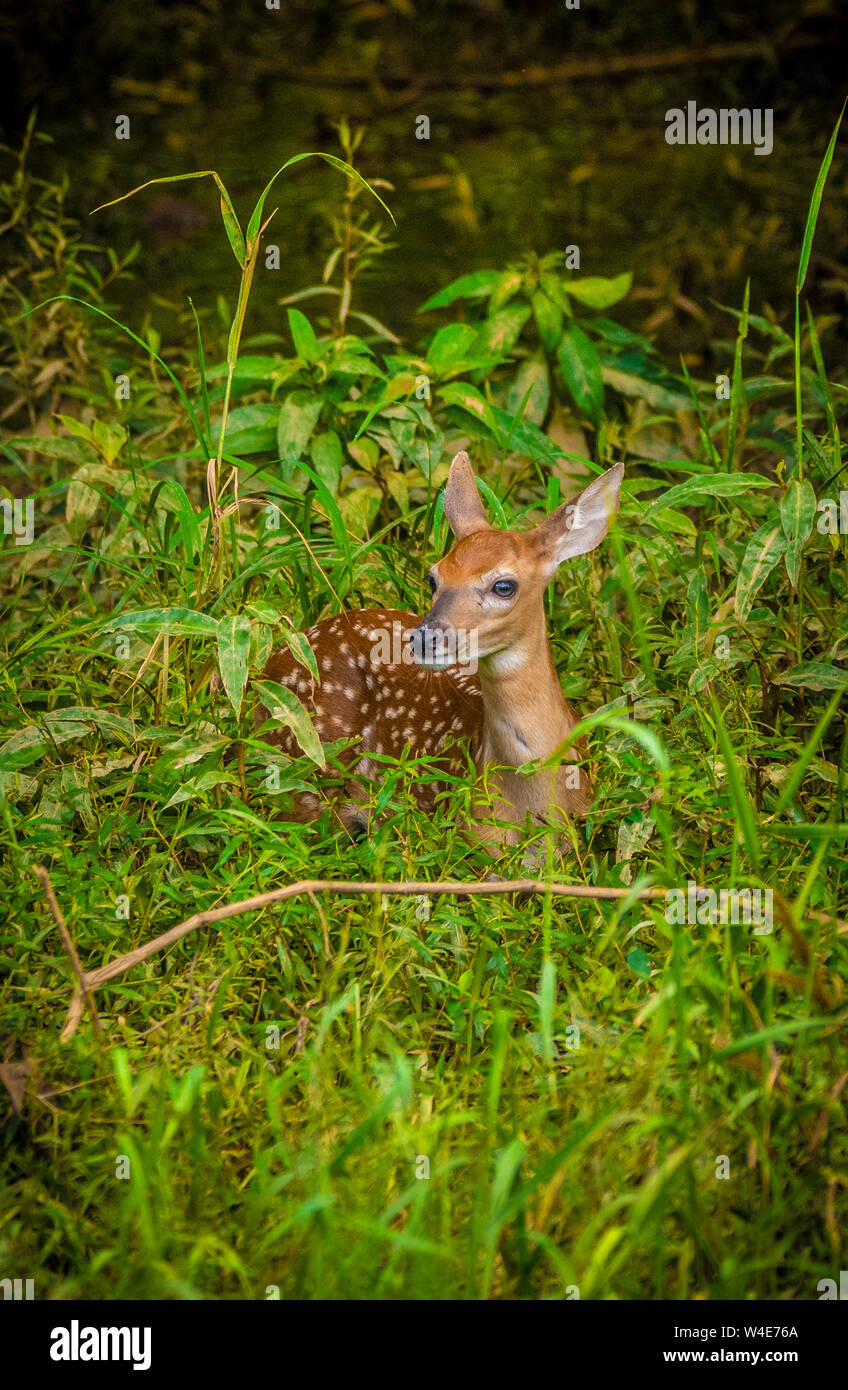 Un petit faon assis dans les bois après avoir joué au repos sous le soleil d'après-midi chaud en ...