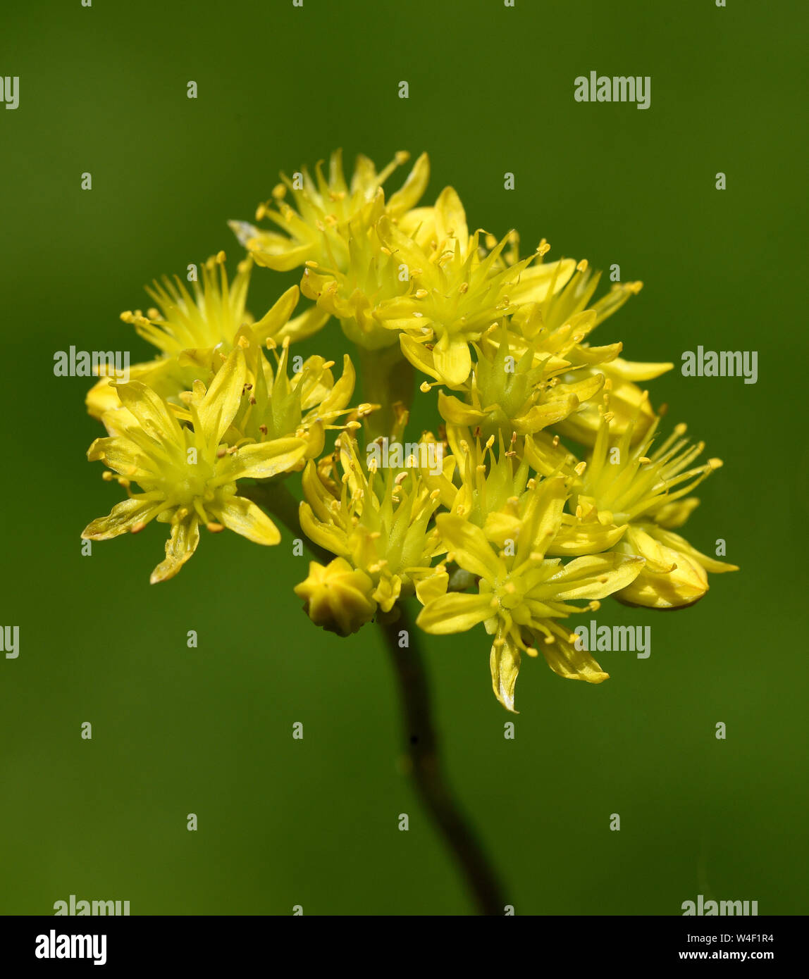Sedum reflexum Banque de photographies et d’images à haute résolution ...