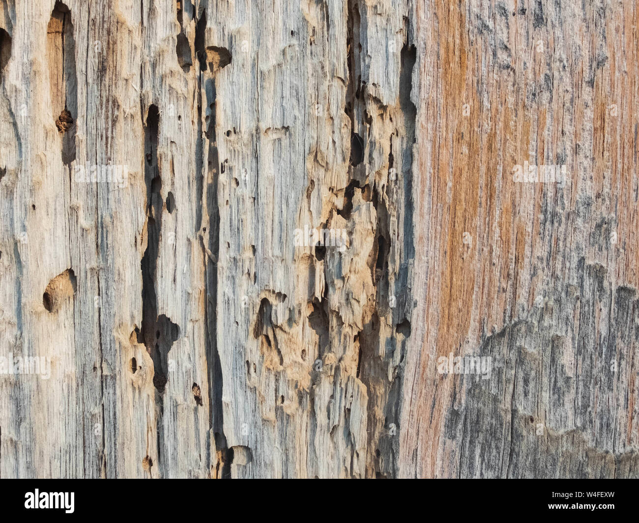Vieux bois fissuré avec trous de vers. Wood texture background Photo ...
