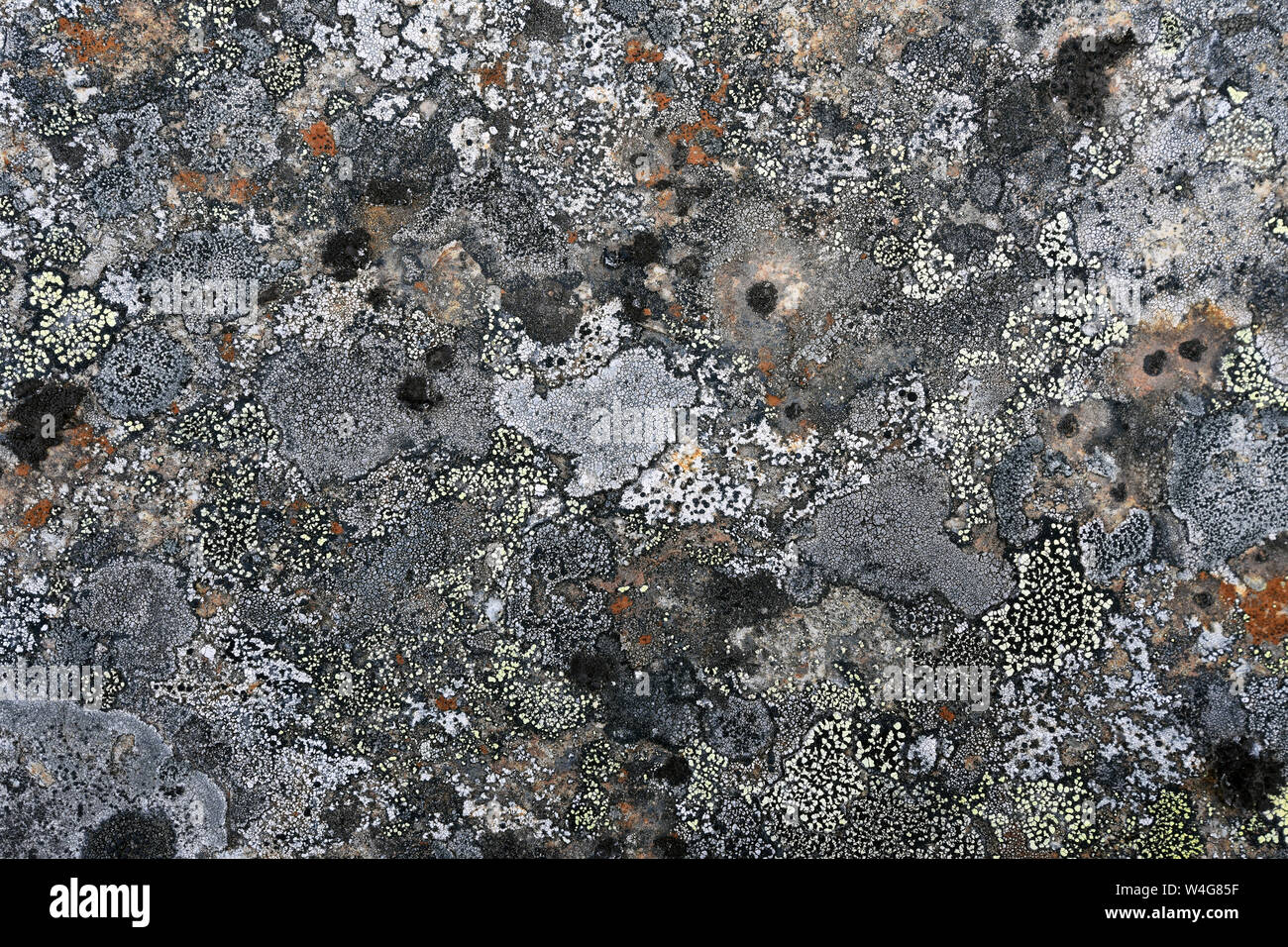 Mousse et lichen sur rocher Banque de photographies et d’images à haute ...