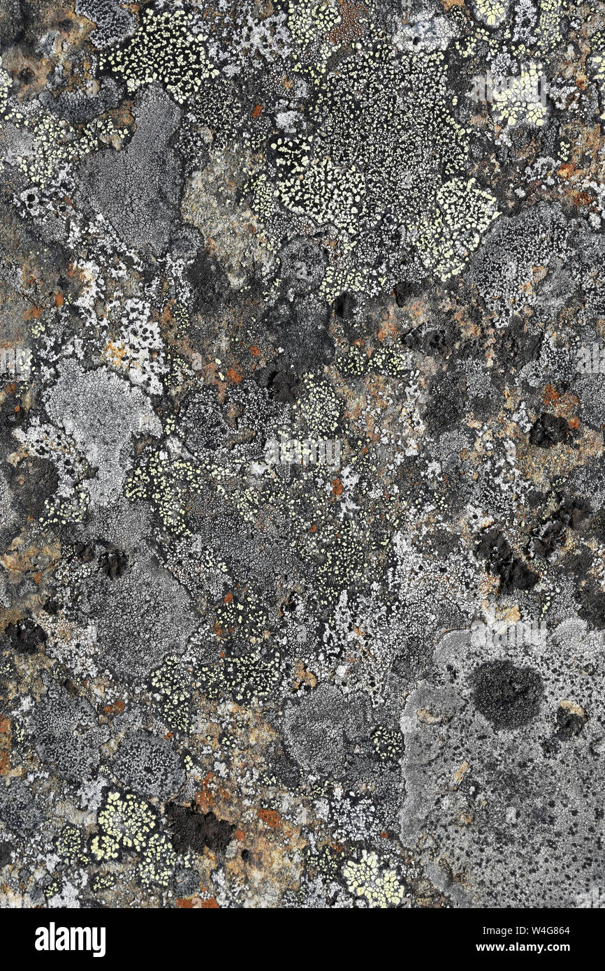 Mousse et lichen sur rocher Banque de photographies et d’images à haute ...