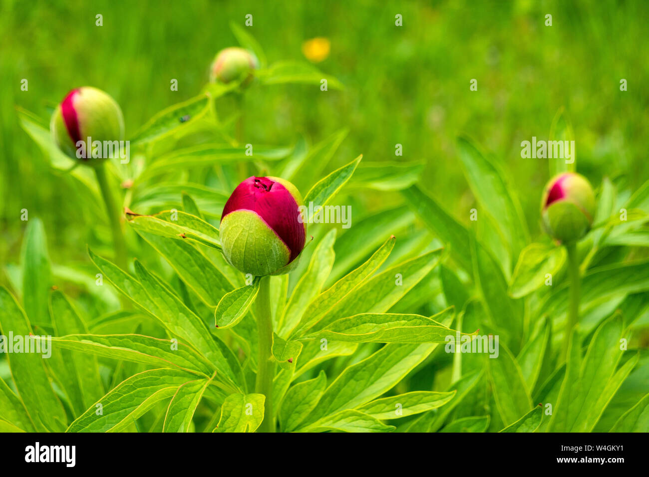 Pivoine rouge Banque de photographies et d’images à haute résolution ...