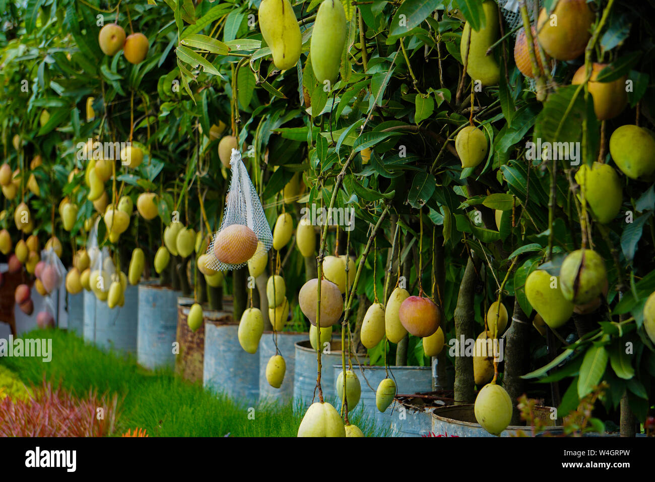 Mango tree garden Banque de photographies et d’images à haute ...