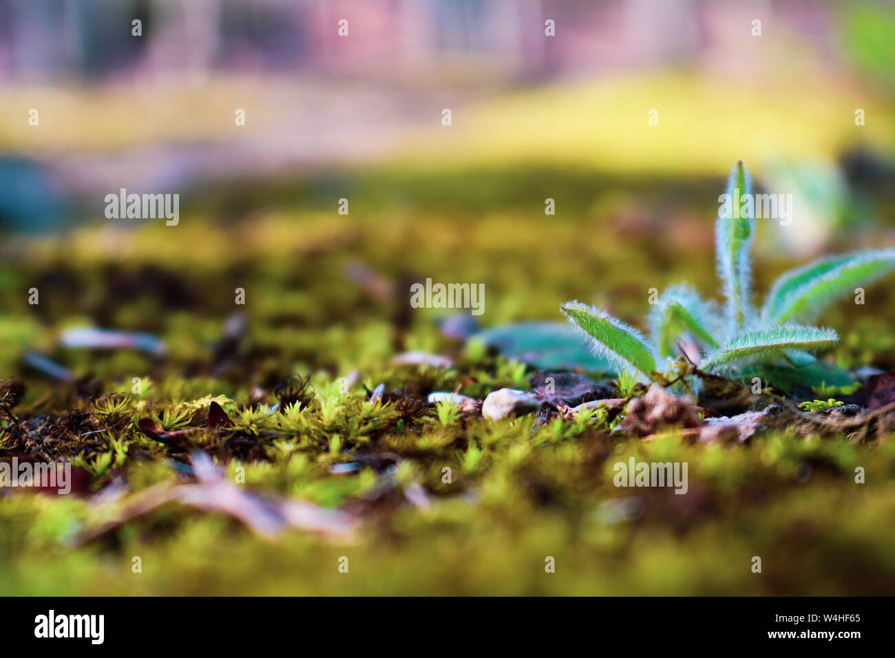 Nature encore Banque de photographies et d’images à haute résolution ...