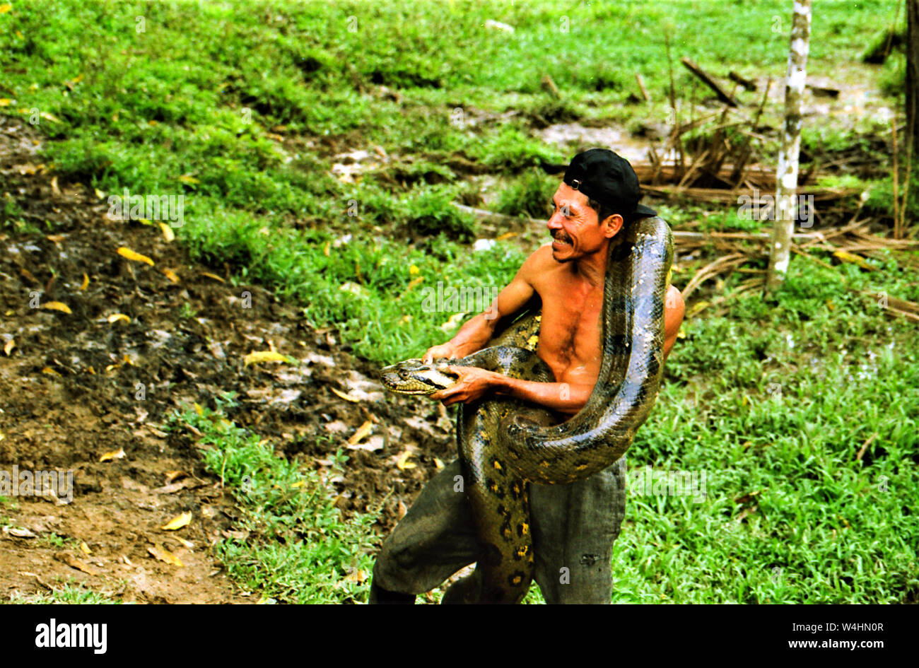 Anaconda snake Banque de photographies et d’images à haute résolution ...