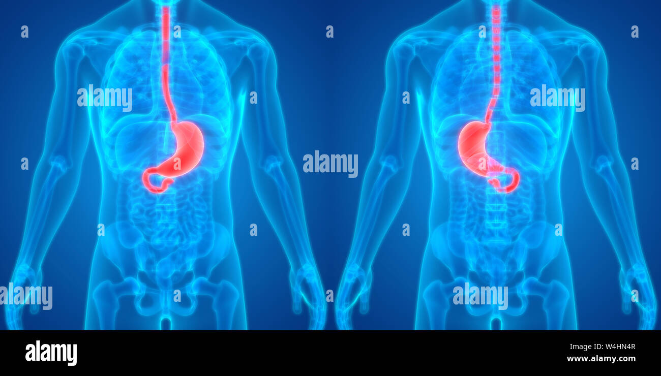 Système digestif humain Anatomie de l'estomac Photo Stock - Alamy