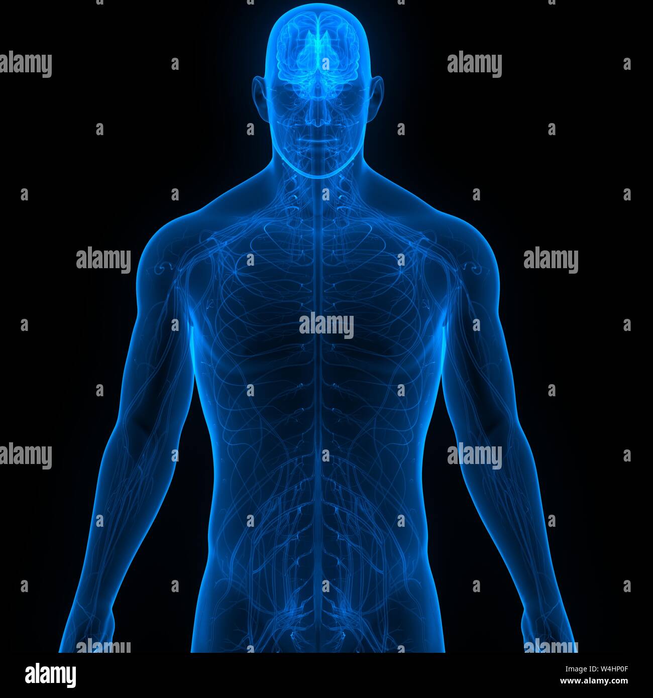 Système Nerveux humain anatomie du cerveau Photo Stock - Alamy