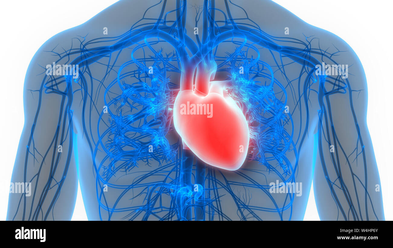 Système circulatoire de l'anatomie cardiaque Photo Stock - Alamy