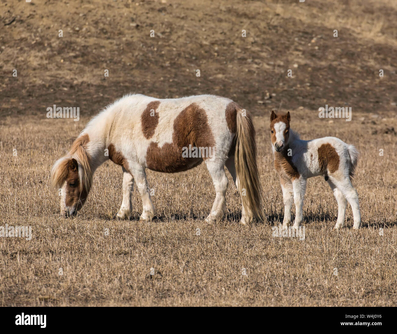Horse miniature Banque de photographies et d’images à haute résolution ...