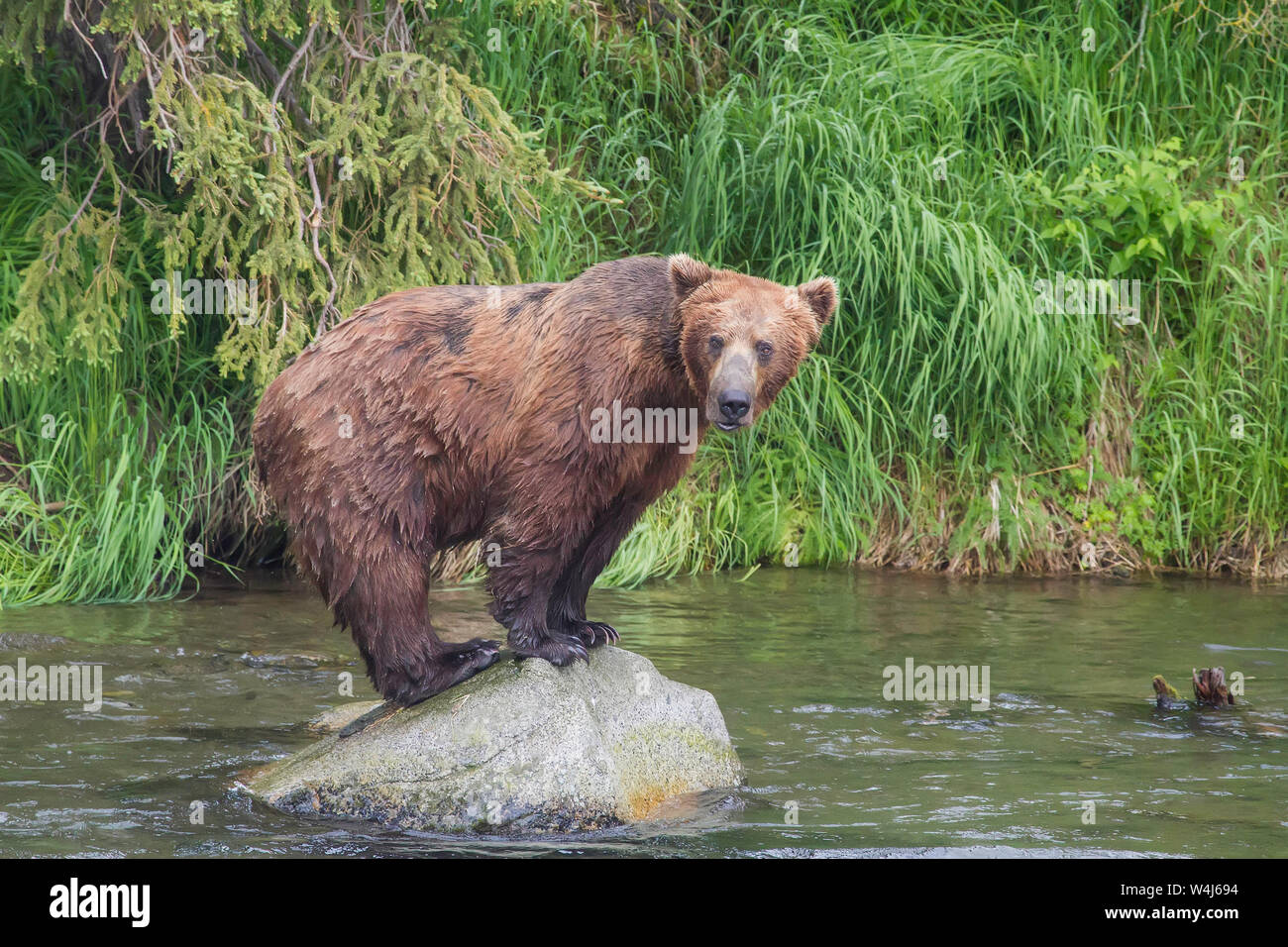 Kodiak grizzly Banque de photographies et d’images à haute résolution ...