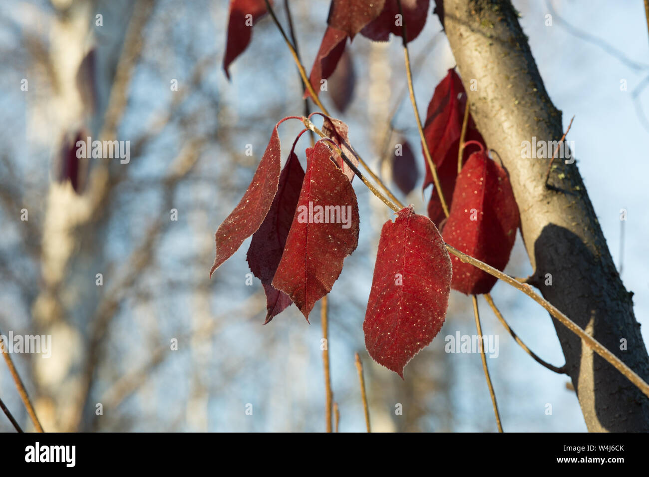 Feuilles de cerisier en automne Banque de photographies et d’images à ...