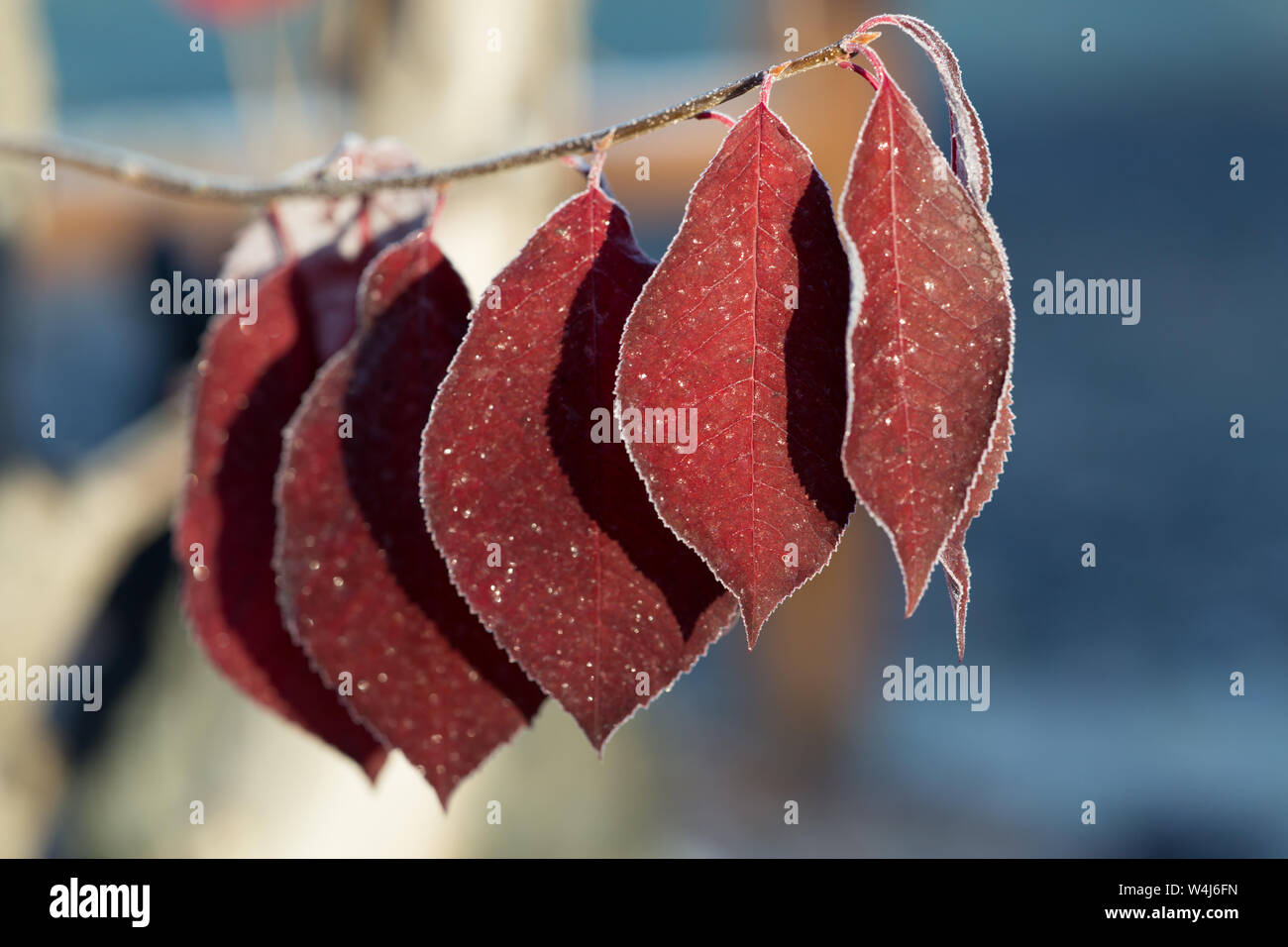 Feuilles de cerisier en automne Banque de photographies et d’images à ...
