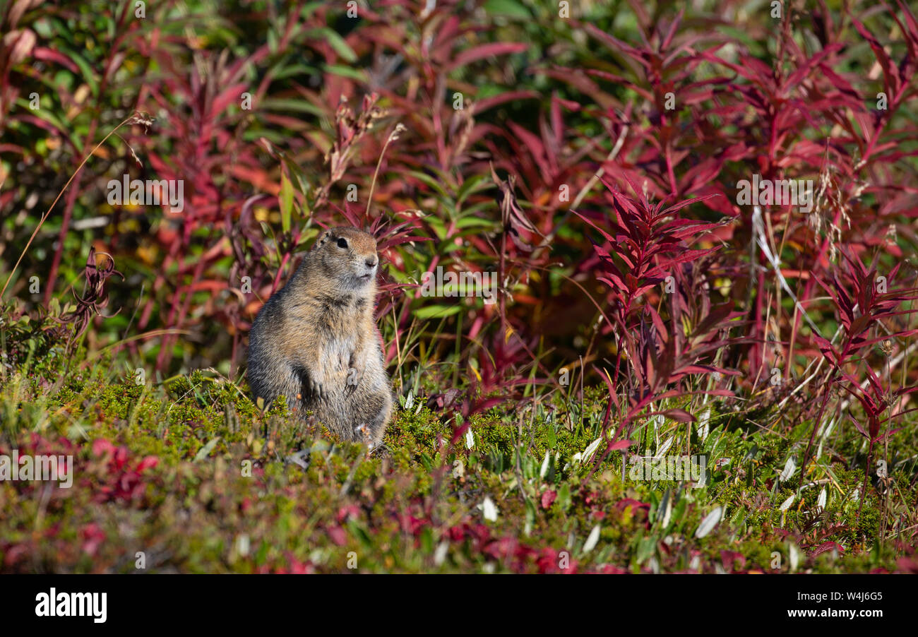 Subarctic tundra Banque de photographies et d’images à haute résolution ...