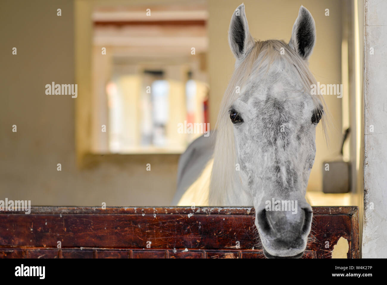 Cheval gris arabe Banque de photographies et d’images à haute ...
