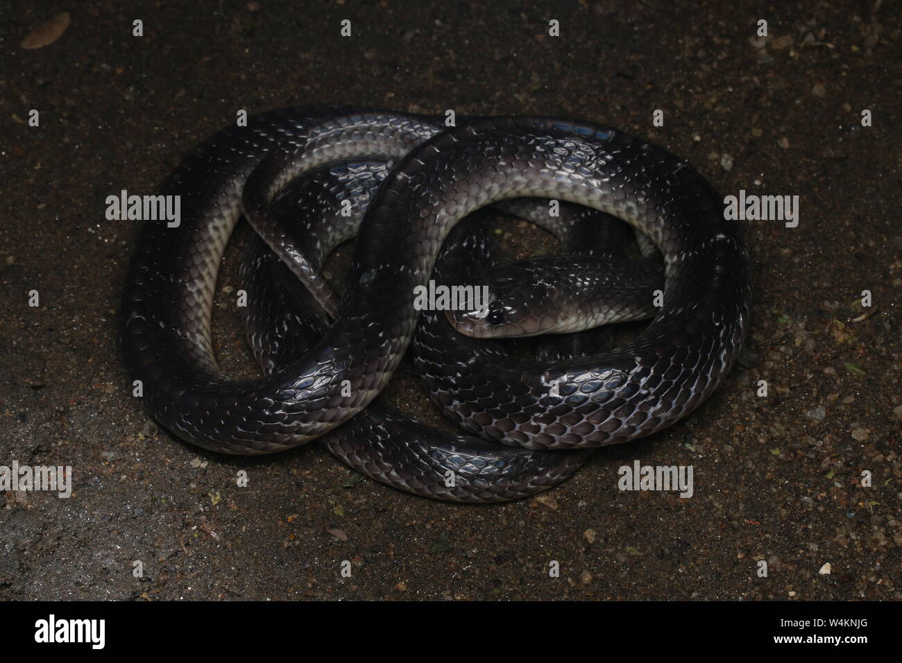 Serpents venimeux de sri lanka Banque de photographies et d’images à ...
