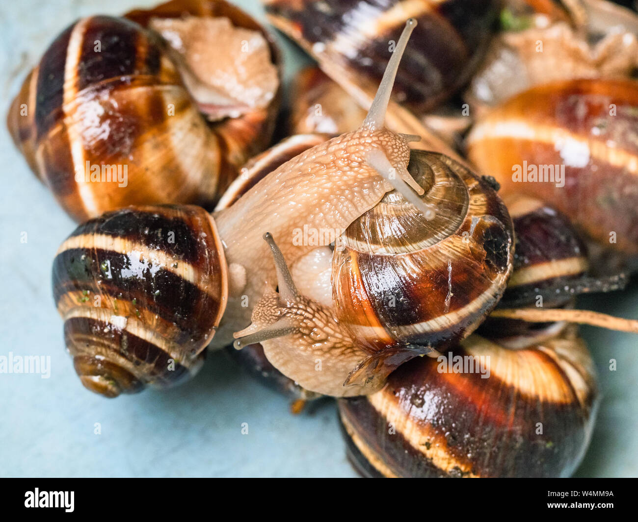 Turkish snail Banque de photographies et d’images à haute résolution ...