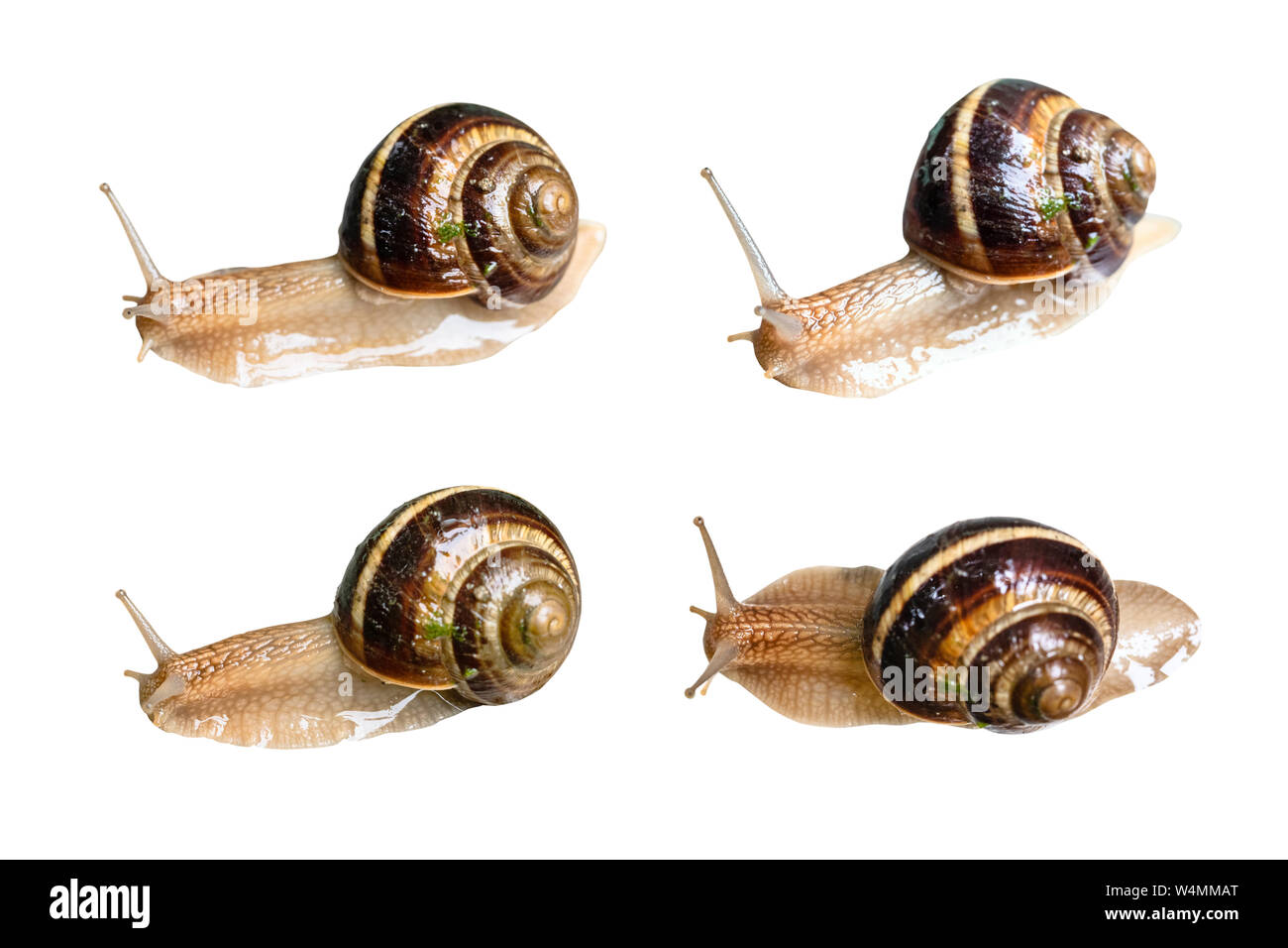 Turkish snail Banque de photographies et d’images à haute résolution ...