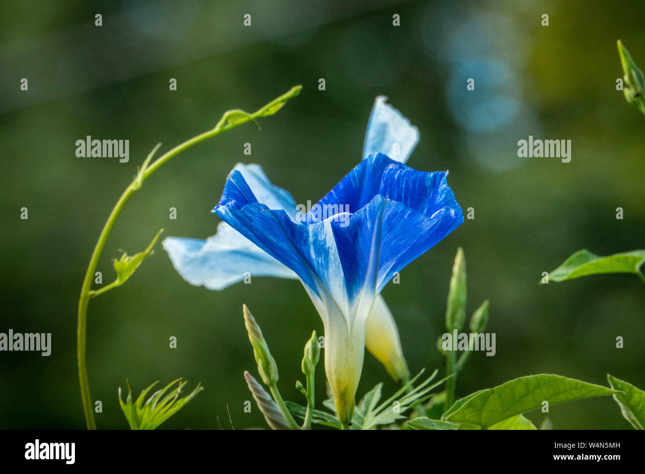 Pousse de fleurs Banque de photographies et d’images à haute résolution ...