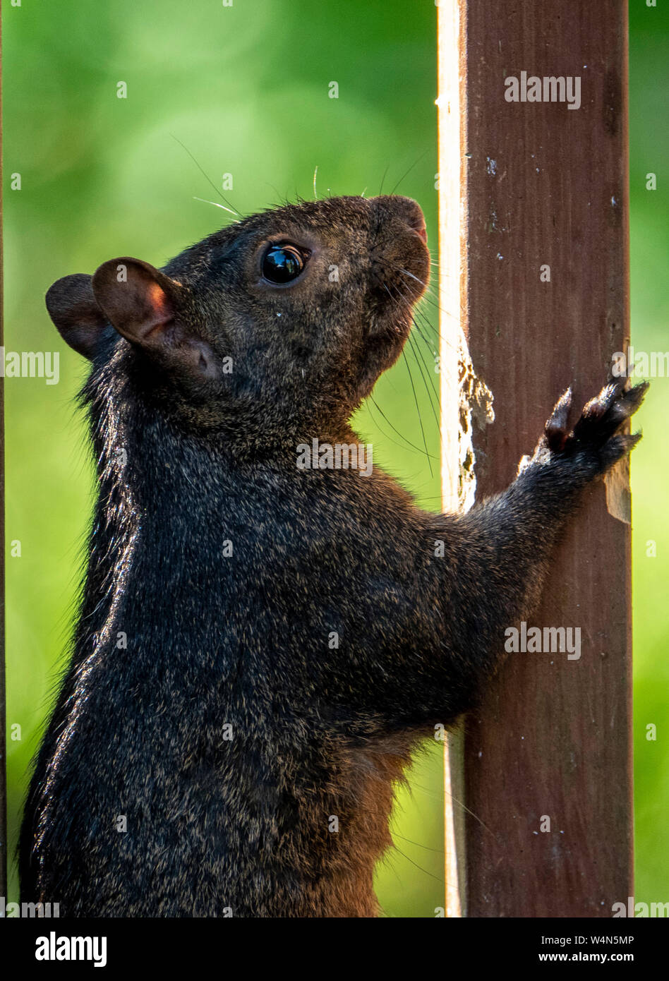 Upright pole Banque de photographies et d’images à haute résolution - Alamy