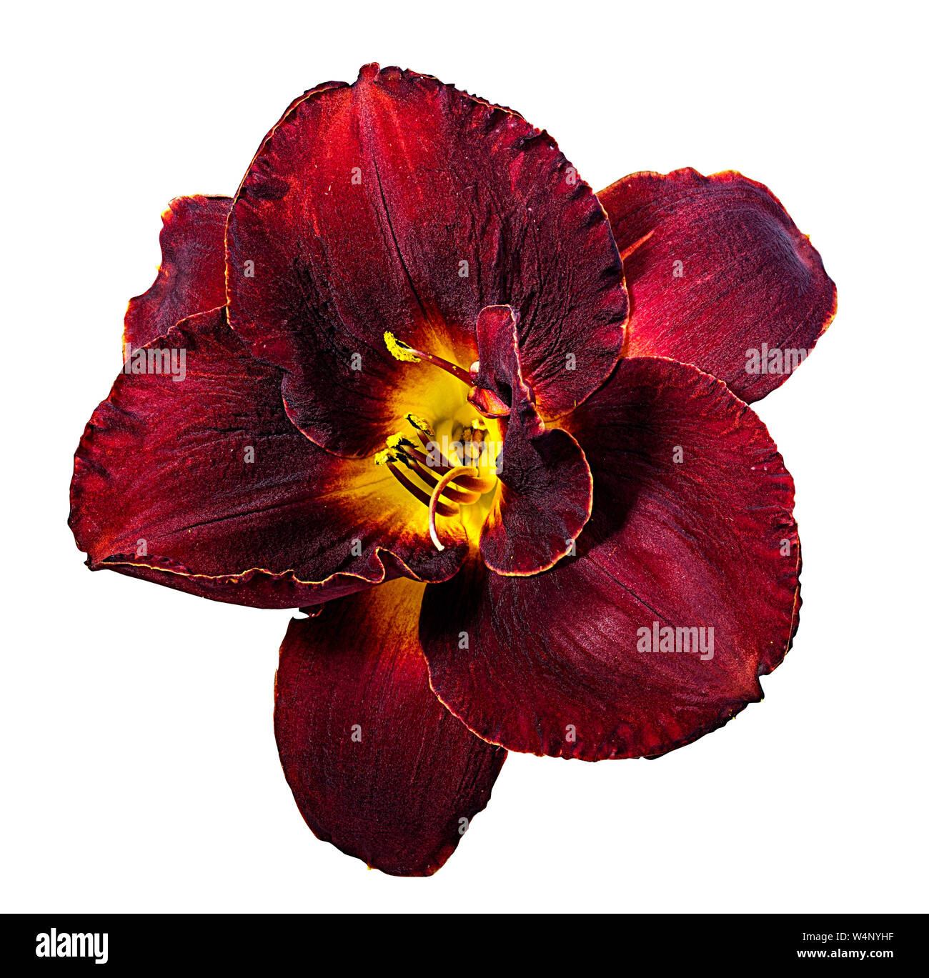 Fleur de lilly Banque d'images détourées - Alamy