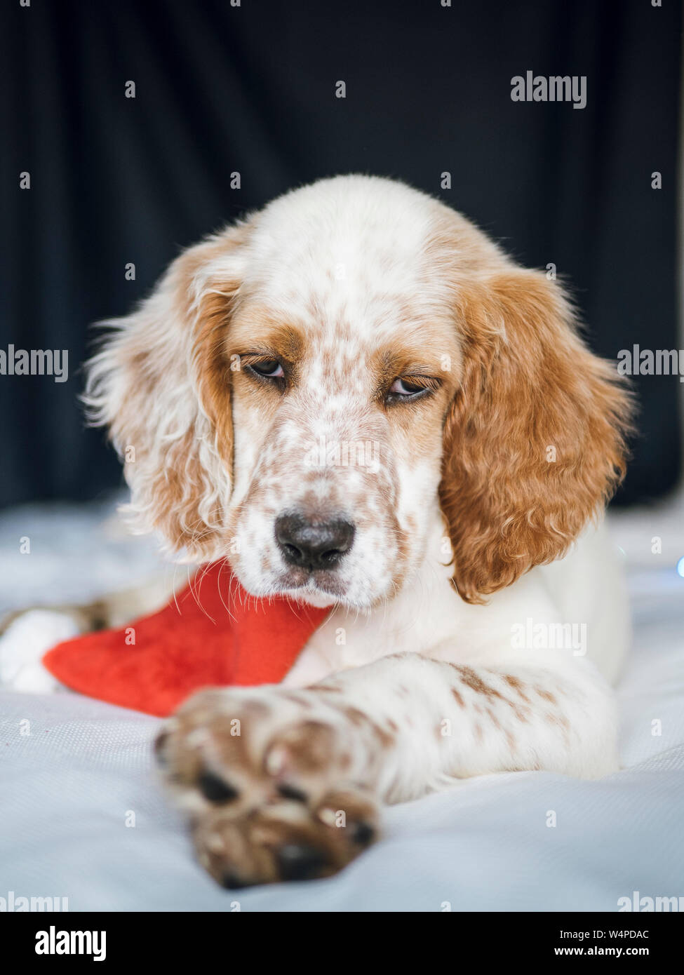 Chiot setter anglais Banque de photographies et d’images à haute ...