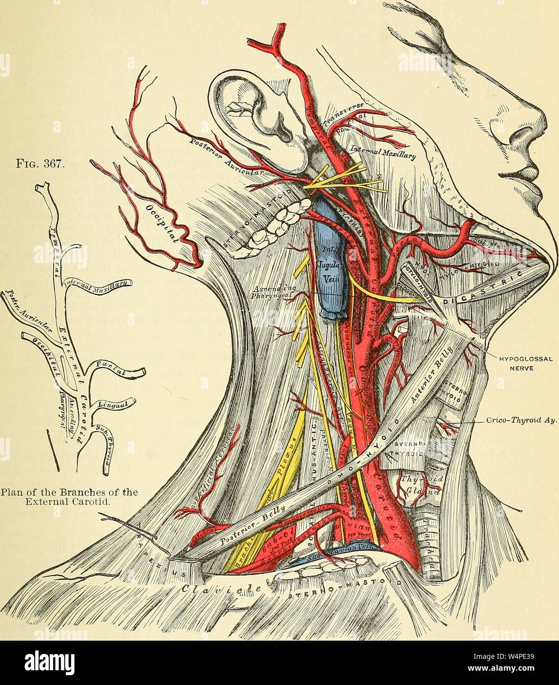 Dessin de l'anatomie chirurgicale des artères du cou humain Banque de ...