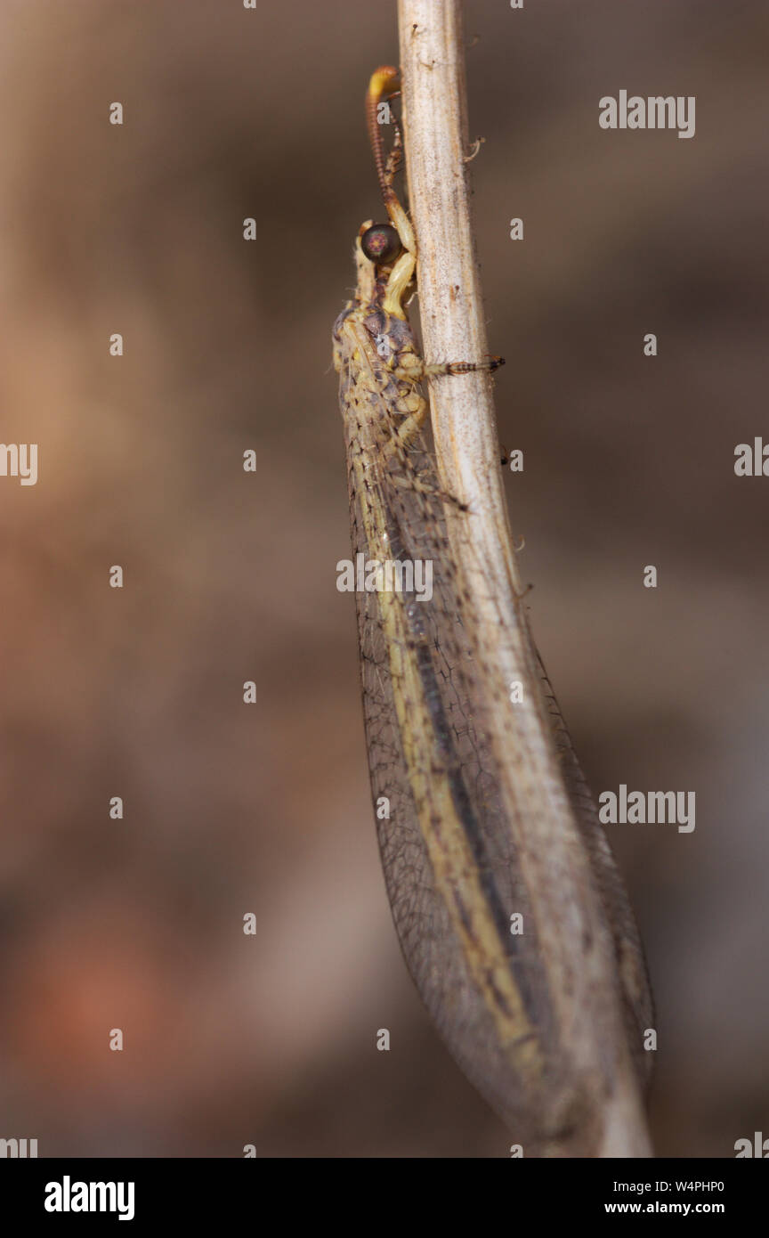 Fourmis lions Banque de photographies et d’images à haute résolution ...