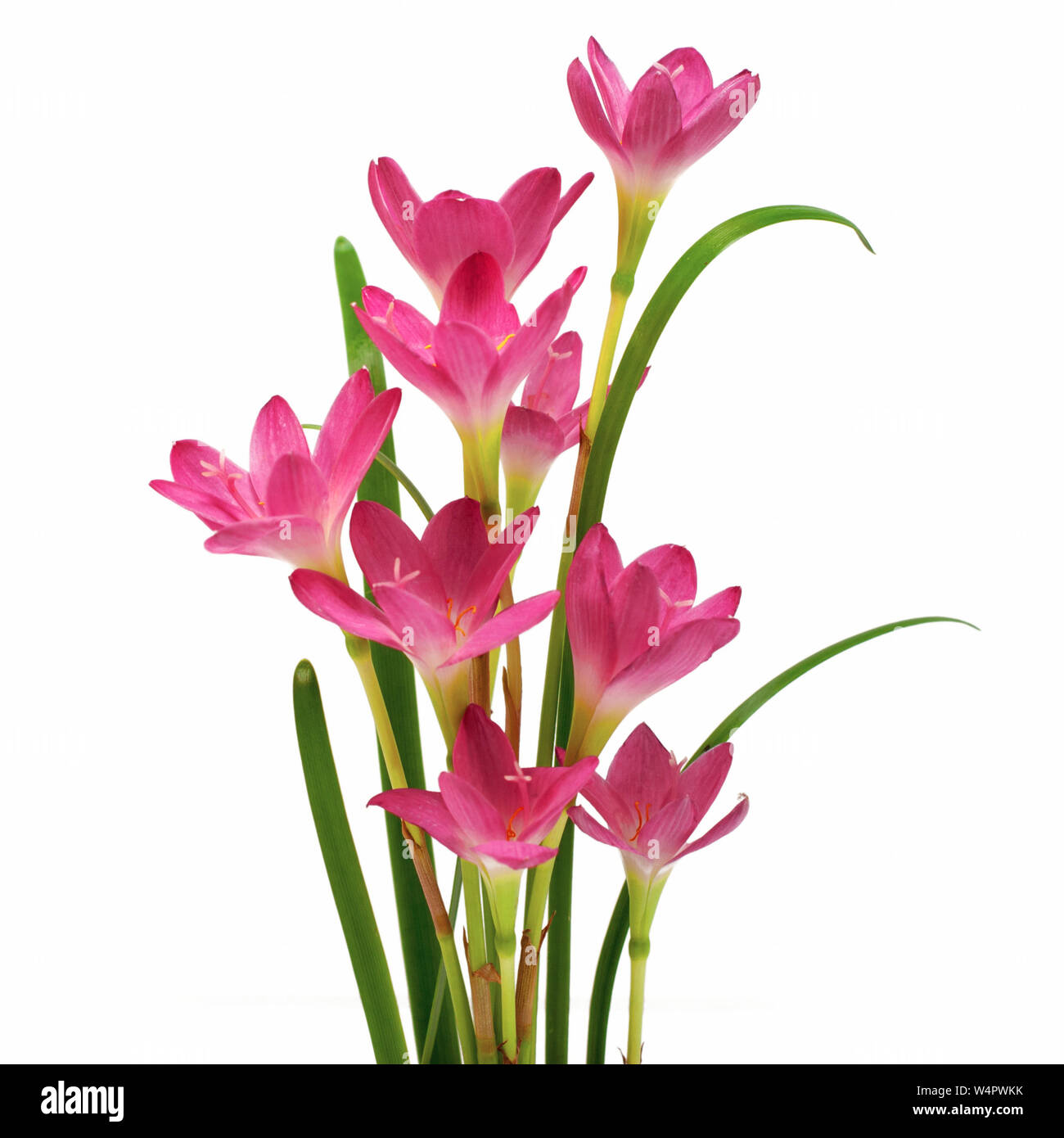 Feuille tropicale pluie sur fond blanc Banque de photographies et d’images à haute résolution ...