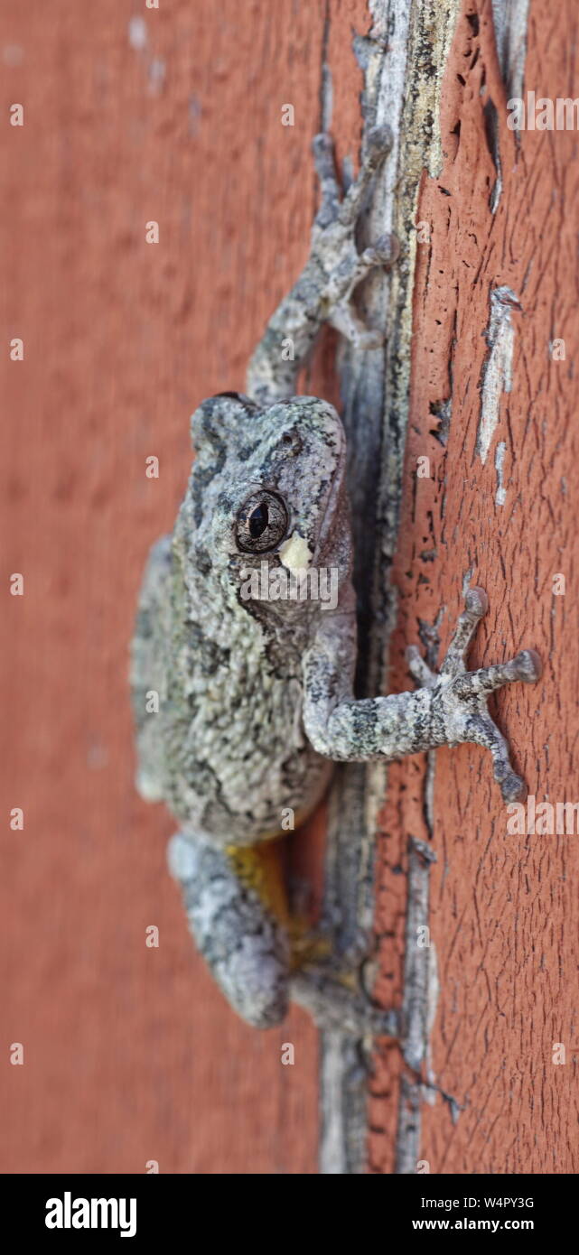 Oeil rouge rainette Banque de photographies et d’images à haute ...